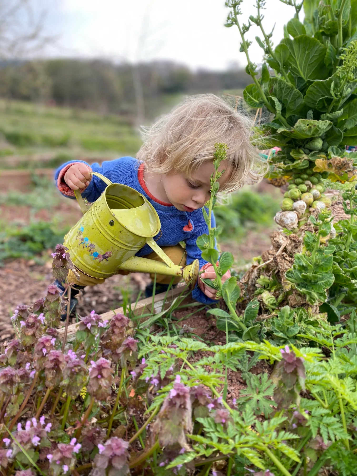 Shillingford Organics Farm School