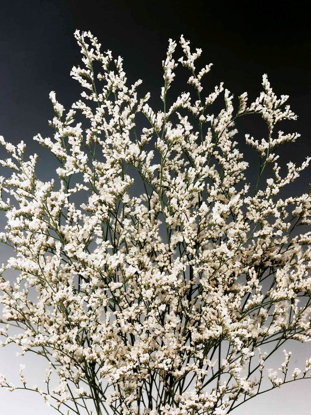 Send Flowers — Petalage Florals