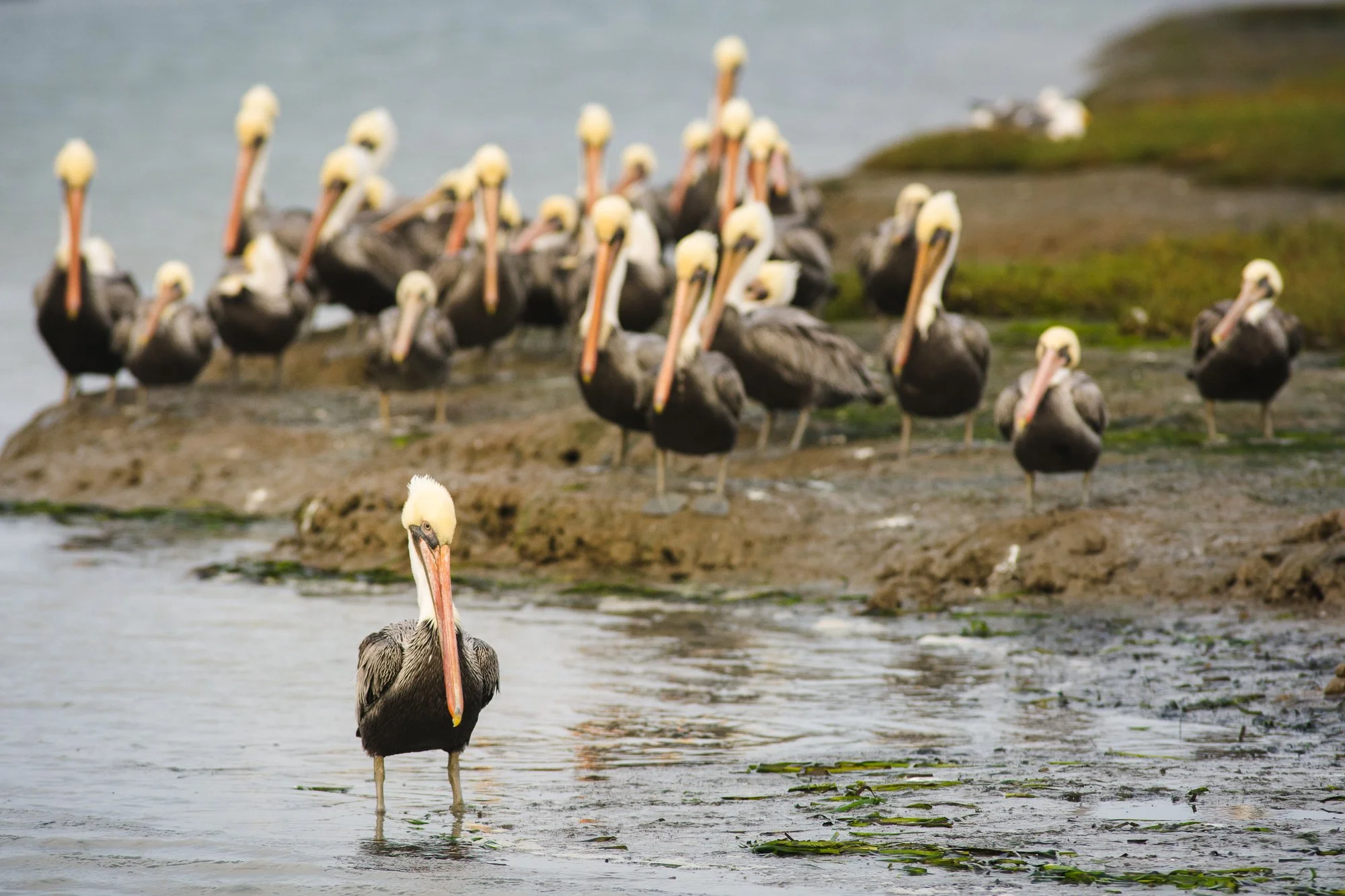 Elkhorn Slough Photography Workshop — Bradley Photographic: Print ...