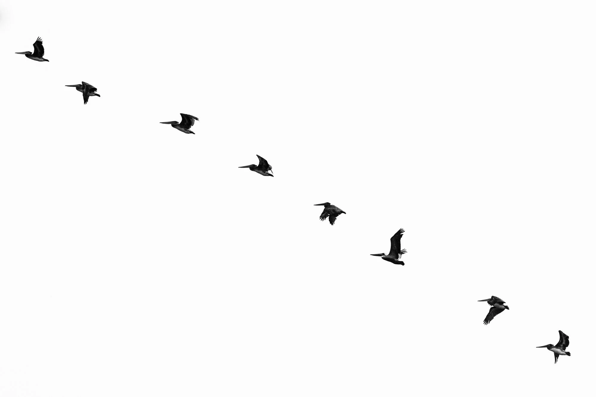 Elkhorn Slough Photography Workshop — Bradley Photographic: Print ...