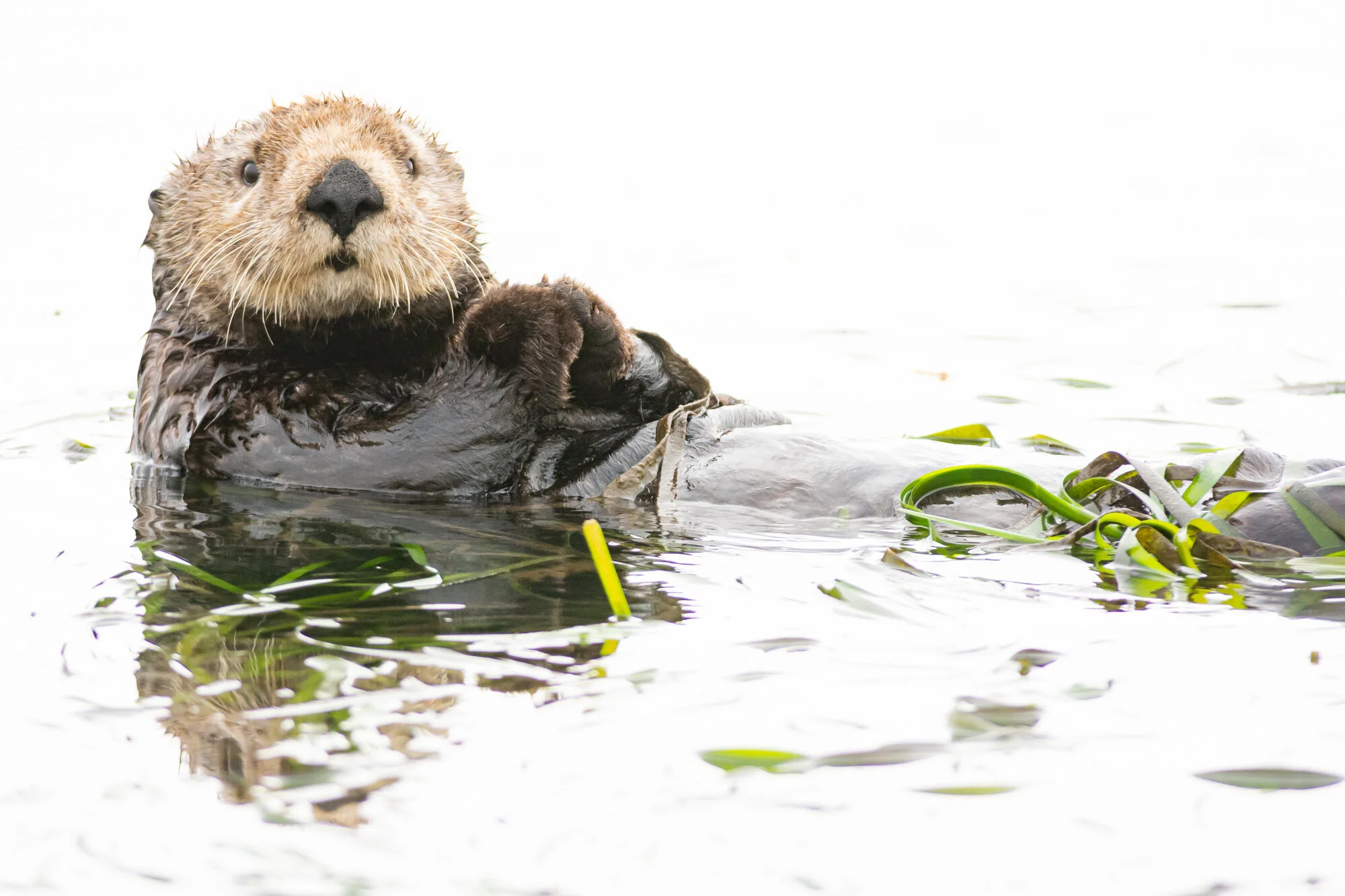 Elkhorn Slough Photo Safari | Sunday, March 29 – OOC — Bradley ...