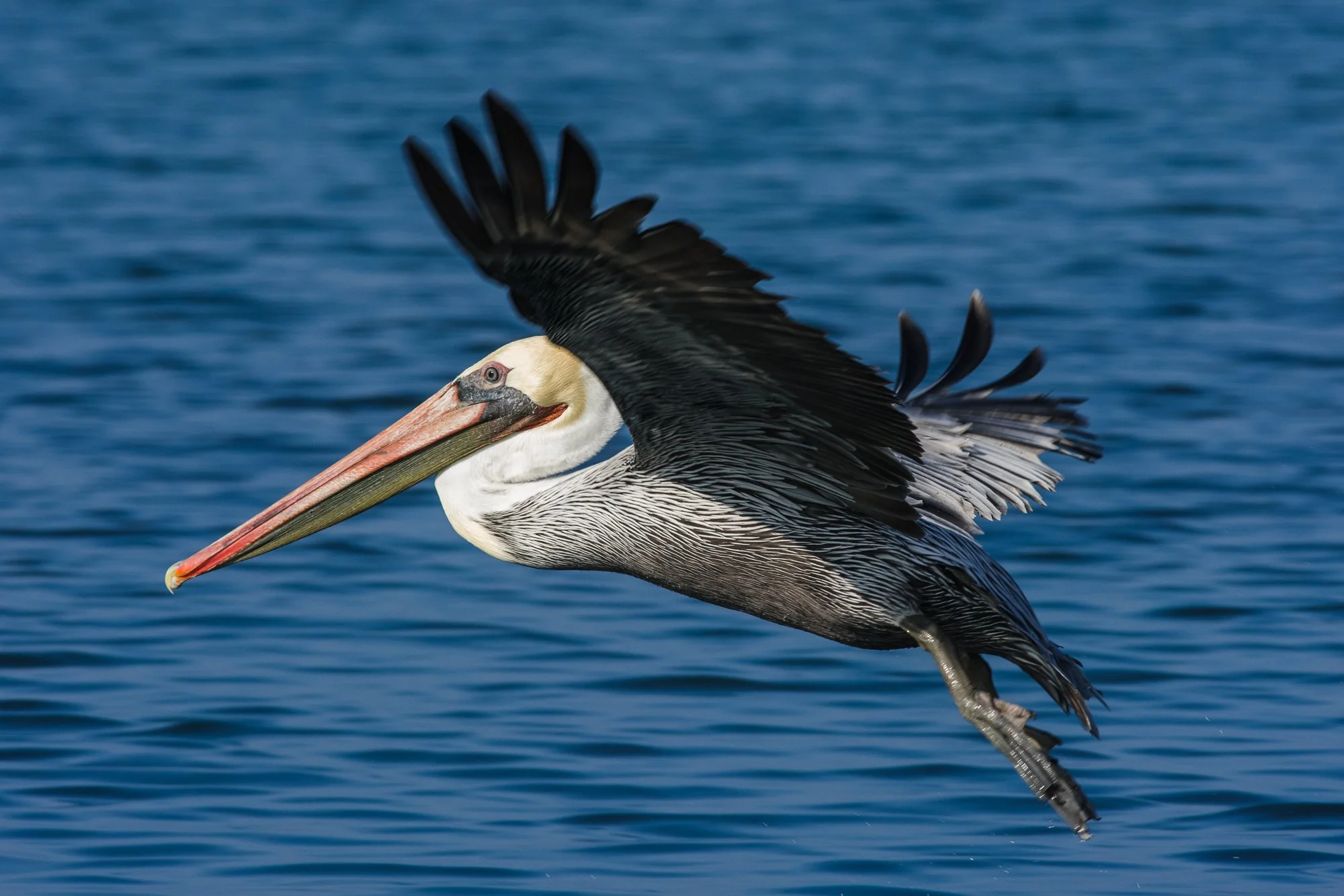 Elkhorn Slough Photography Workshop — Bradley Photographic: Print ...