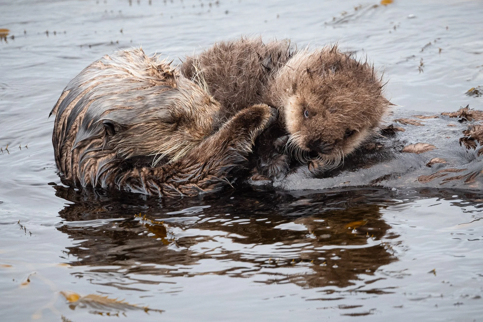 Elkhorn Slough Photography Workshop — Bradley Photographic: Print ...