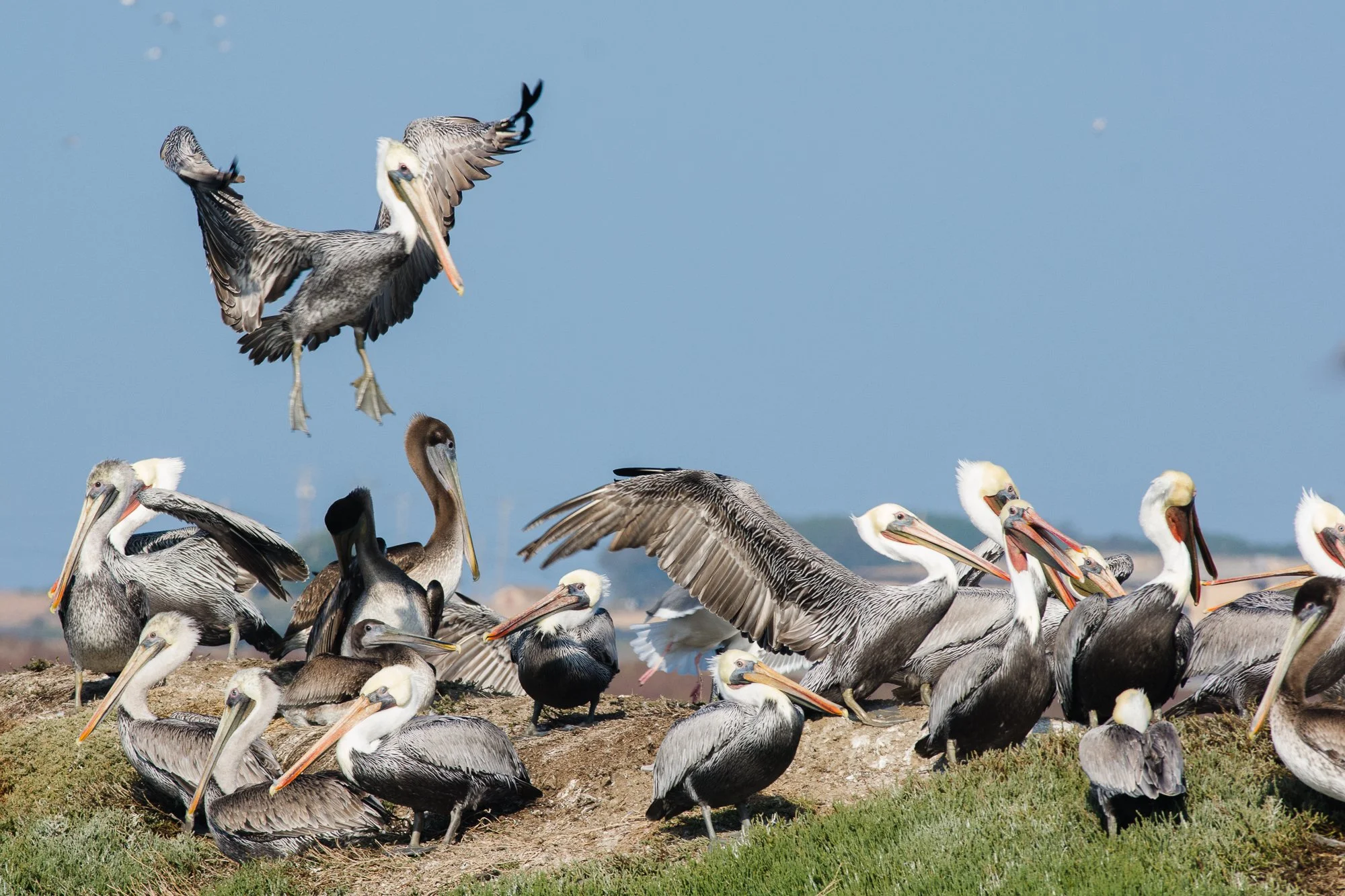 Elkhorn Slough Photography Workshop — Bradley Photographic: Print ...