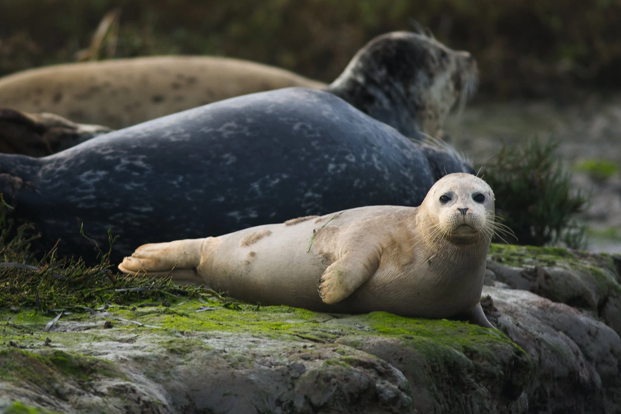 Elkhorn Slough Photography Workshop — Bradley Photographic: Print ...