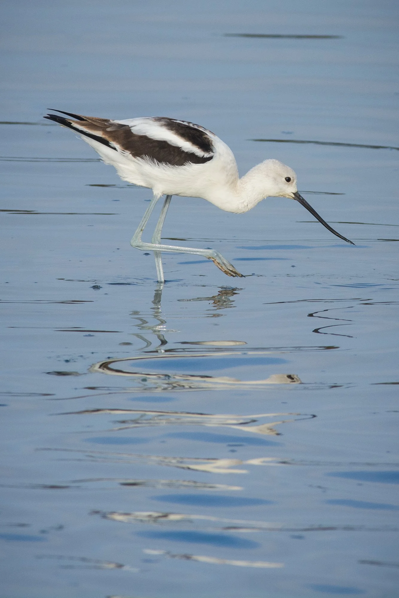 Elkhorn Slough Photography Workshop — Bradley Photographic: Print ...