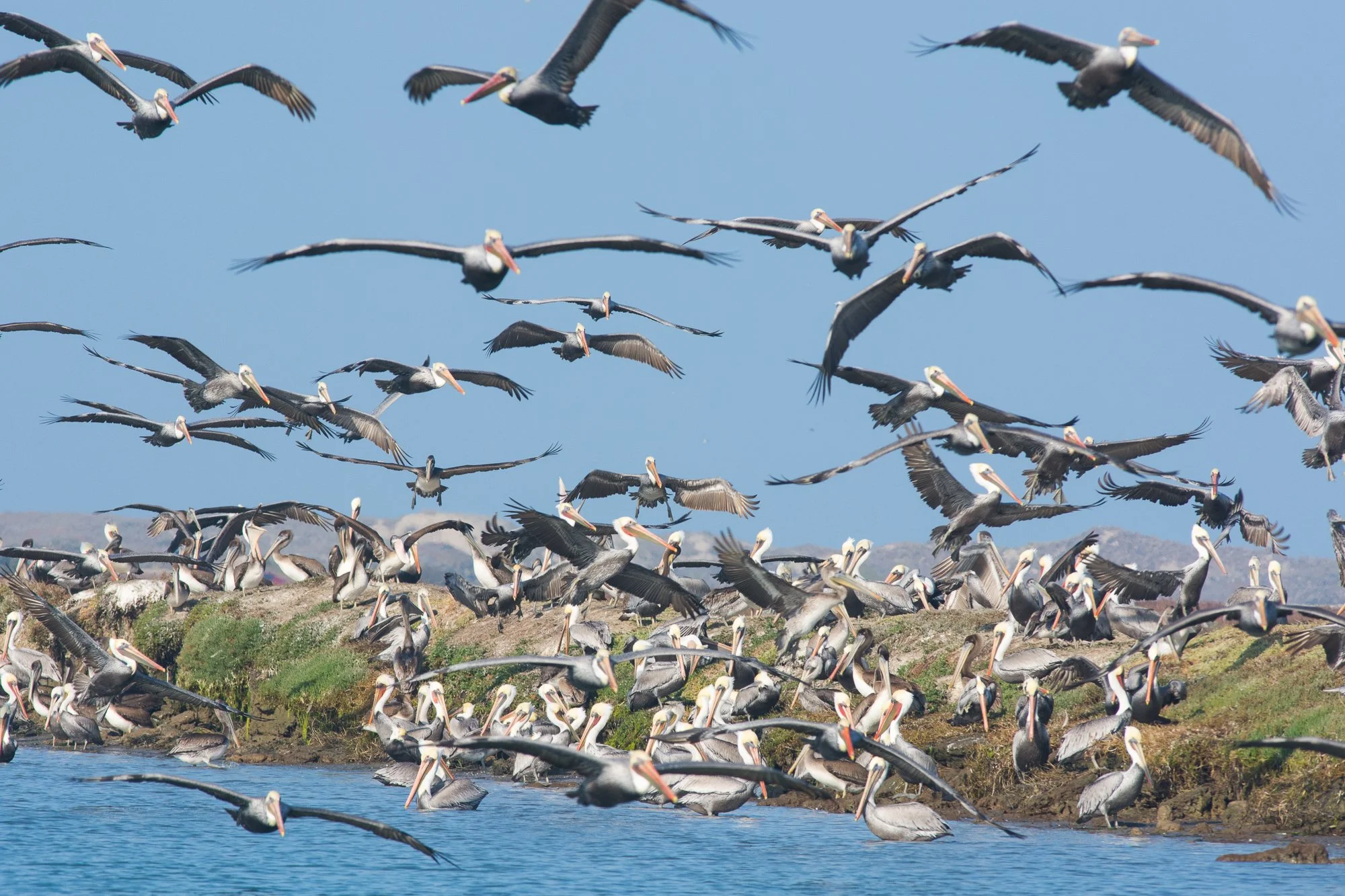 Elkhorn Slough Photography Workshop — Bradley Photographic: Print ...