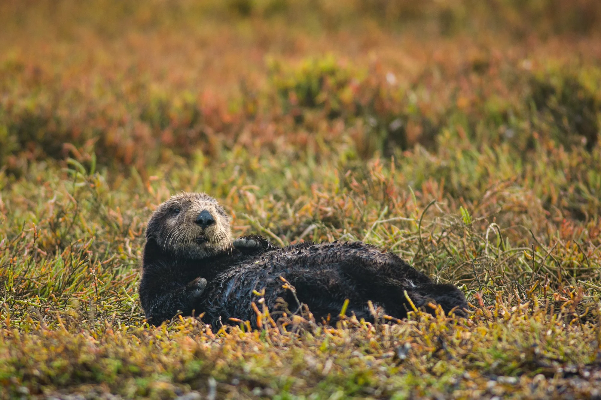 Elkhorn Slough Photography Workshop — Bradley Photographic: Print ...