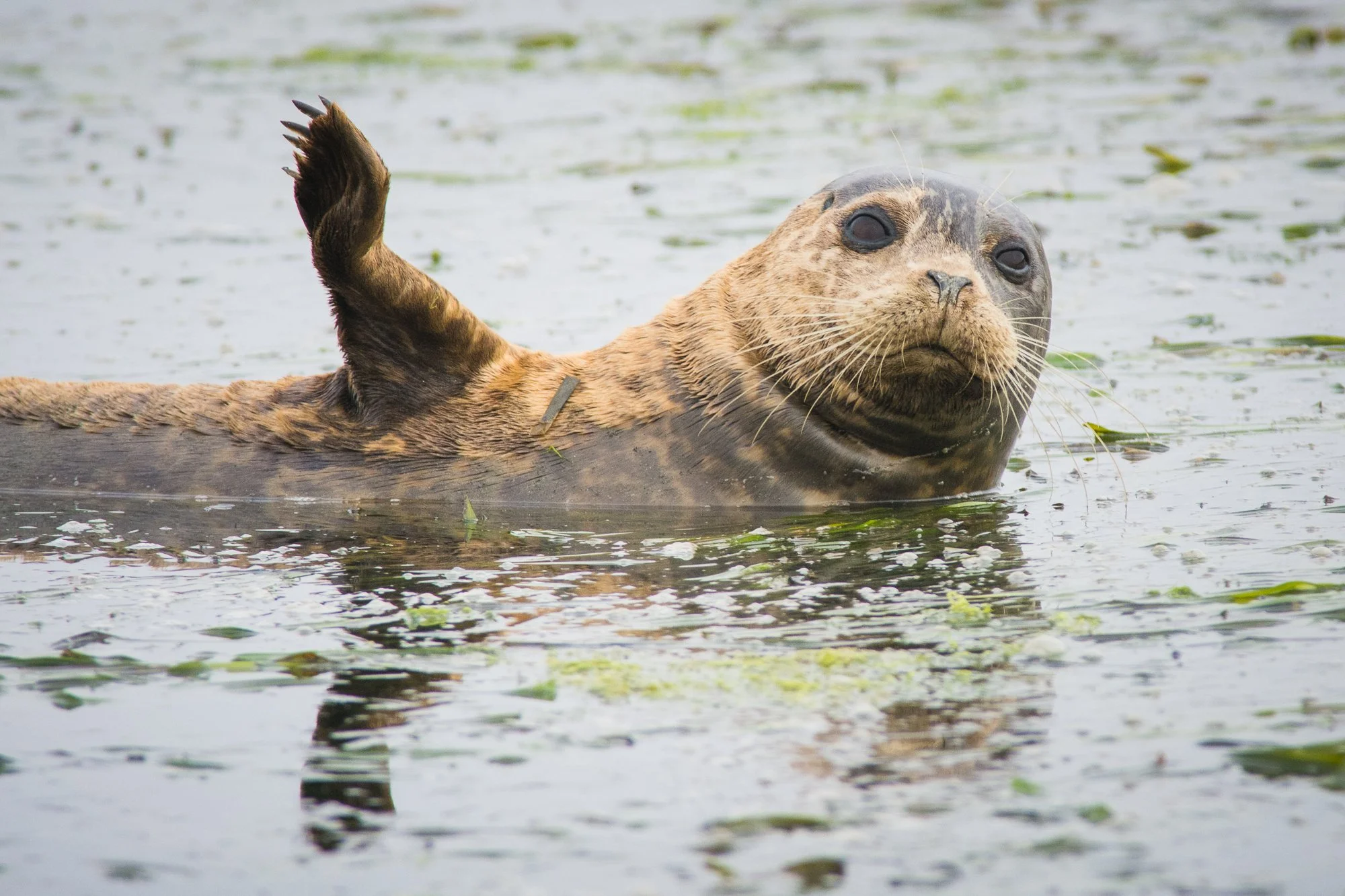 Elkhorn Slough Photography Trip with Joe Platko — Bradley Photographic ...