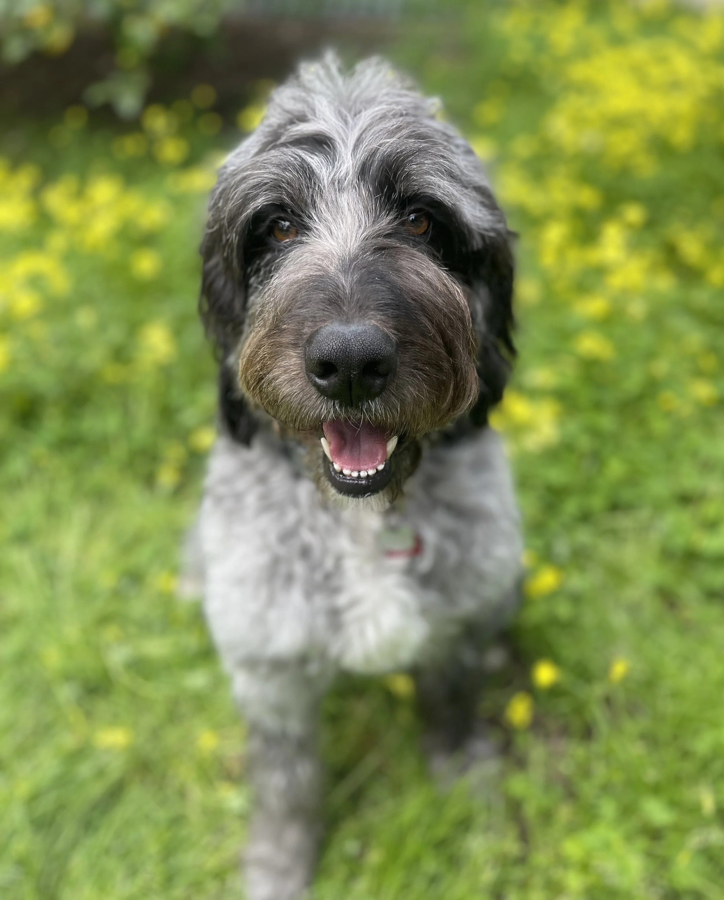 Our Dogs — Cambria Pines Doodles
