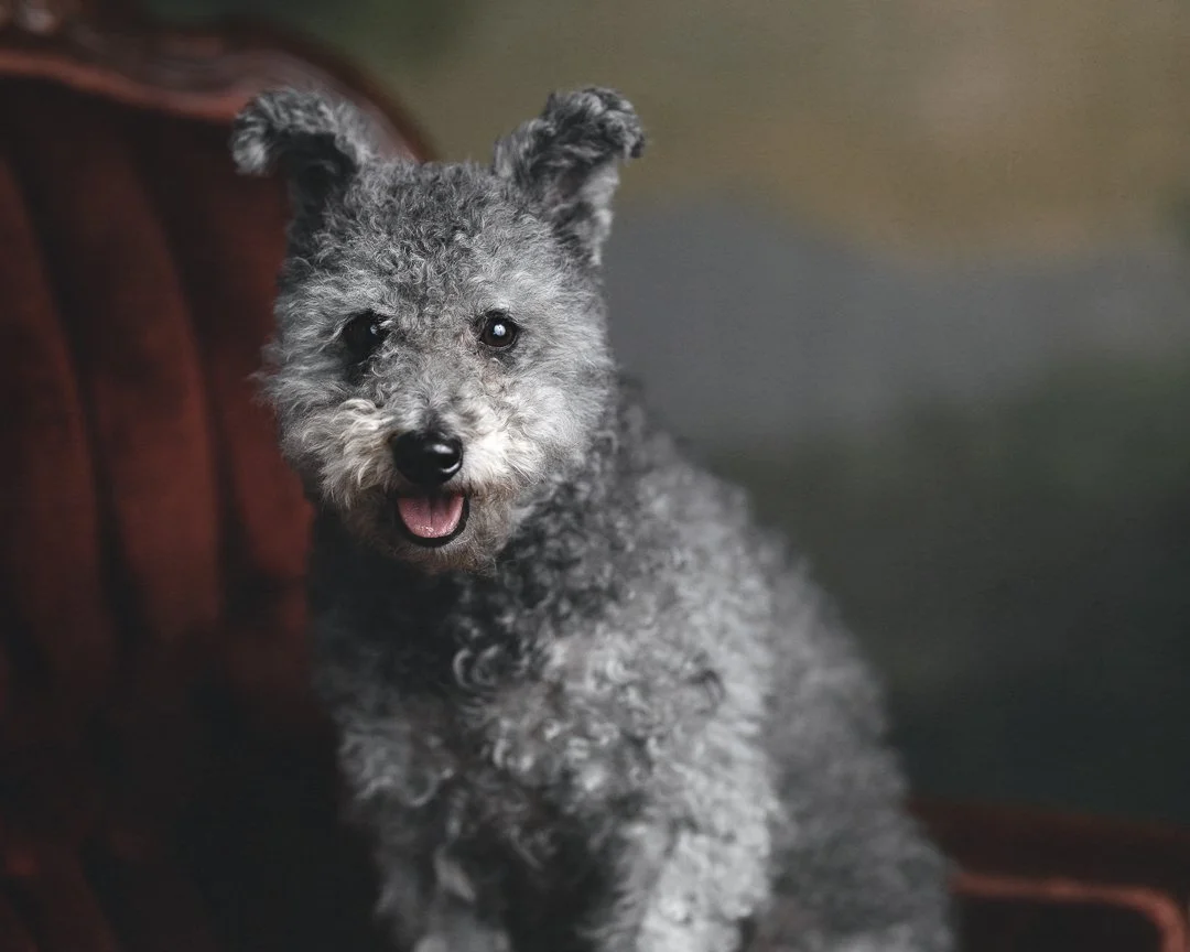 How Much Does A Pumi Dog Cost
