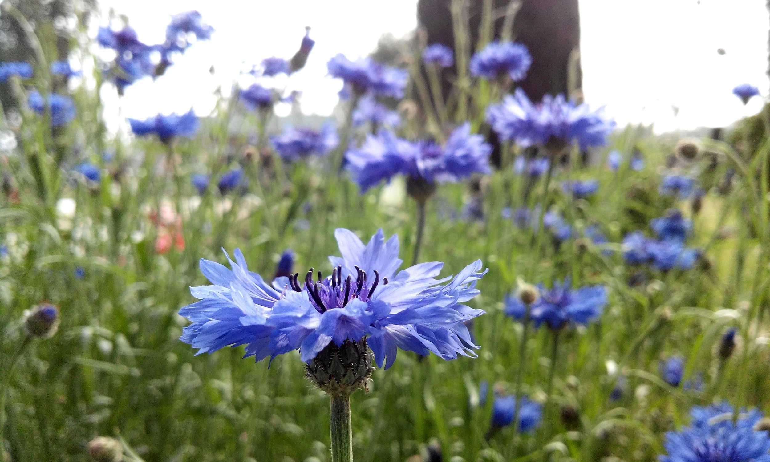 Discover the Enchanting Cornflower: History, Uses, and Garden Beauty ...