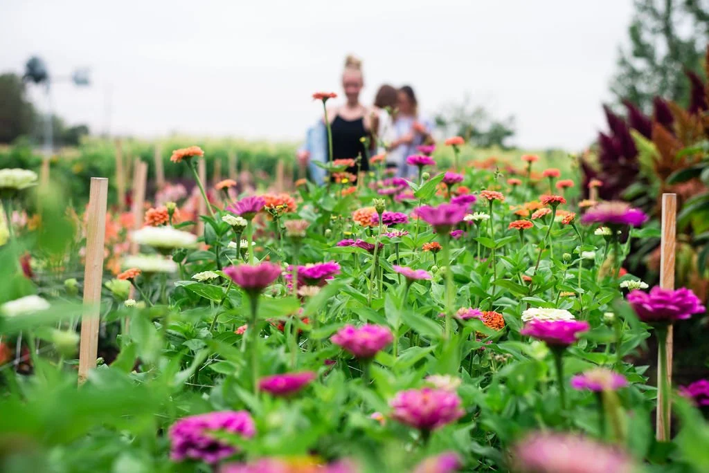 U-Pick Flower Experience — Charlie May Farm