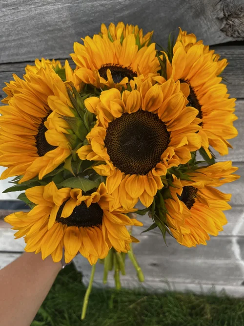 How to Grow Sunflowers for a Cutting Garden — Abundant Blooms Flower Farm