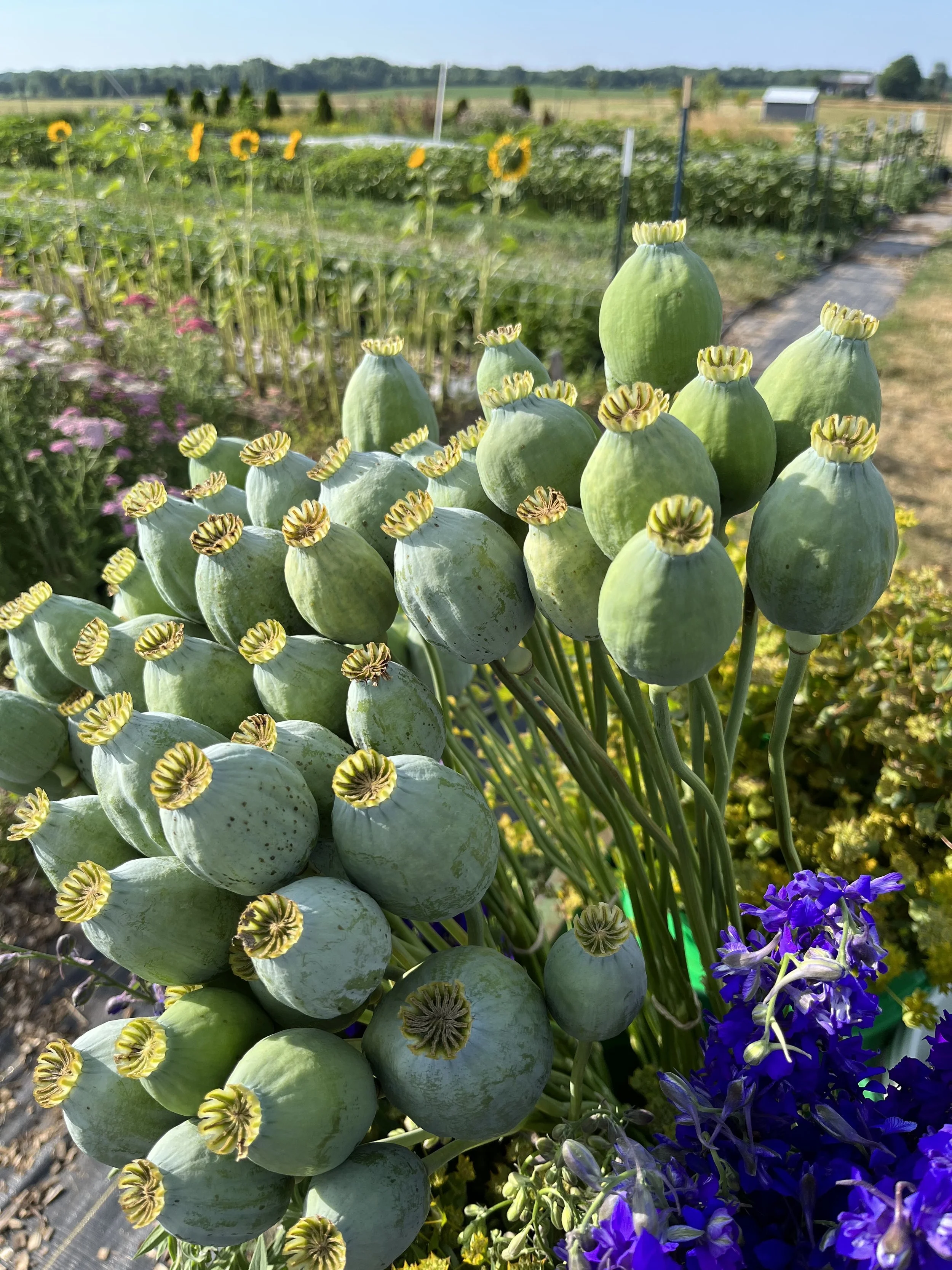 Why Grow and Buy Local Flowers for your home or flower shop? — Abundant ...