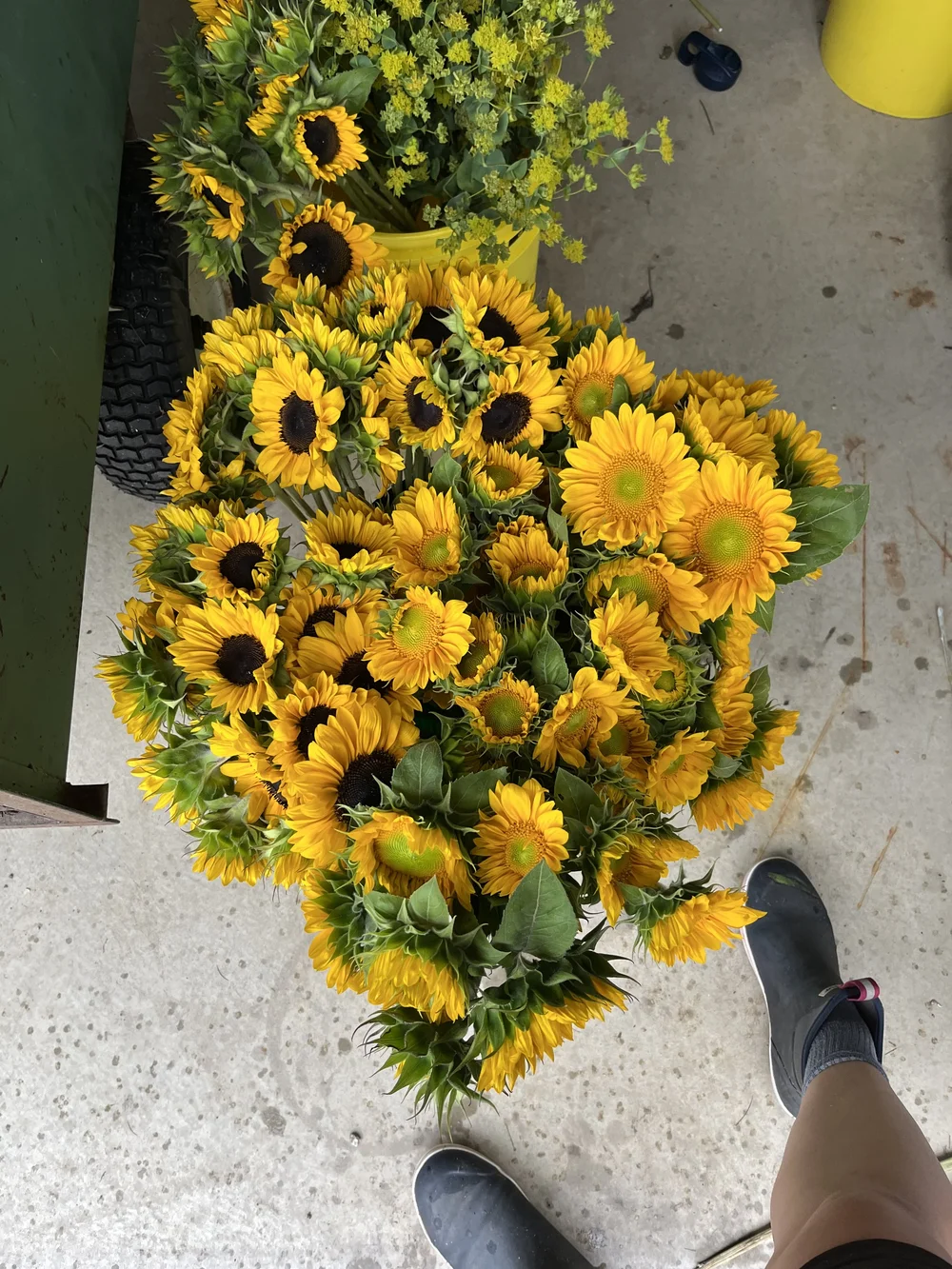 How to Grow Sunflowers for a Cutting Garden — Abundant Blooms Flower Farm