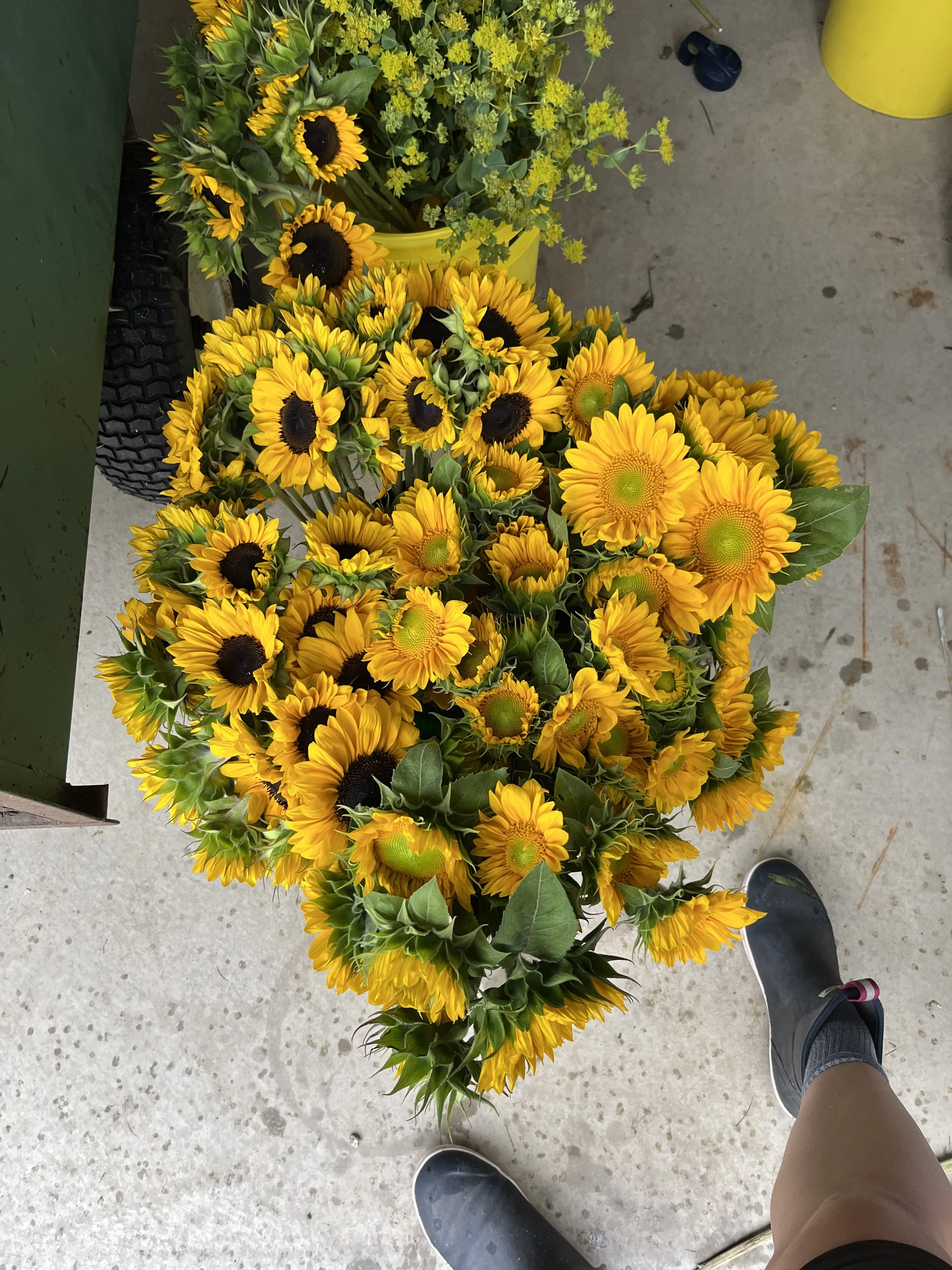 How to Grow Sunflowers for a Cutting Garden — Abundant Blooms Flower Farm