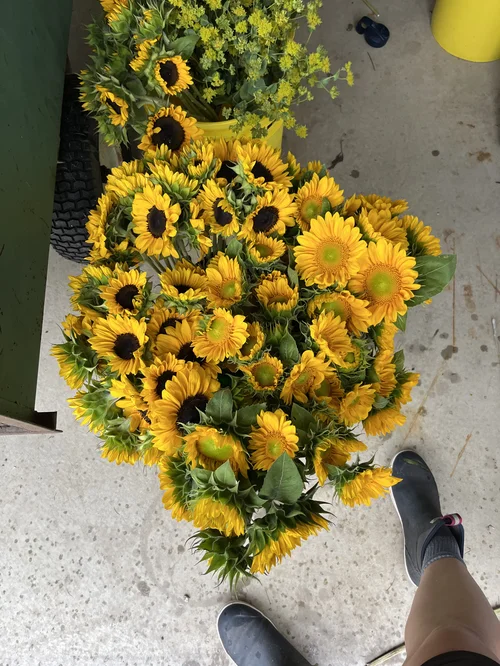 How to Grow Sunflowers for a Cutting Garden — Abundant Blooms Flower Farm