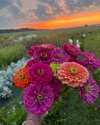 Why Grow and Buy Local Flowers for your home or flower shop? — Abundant ...