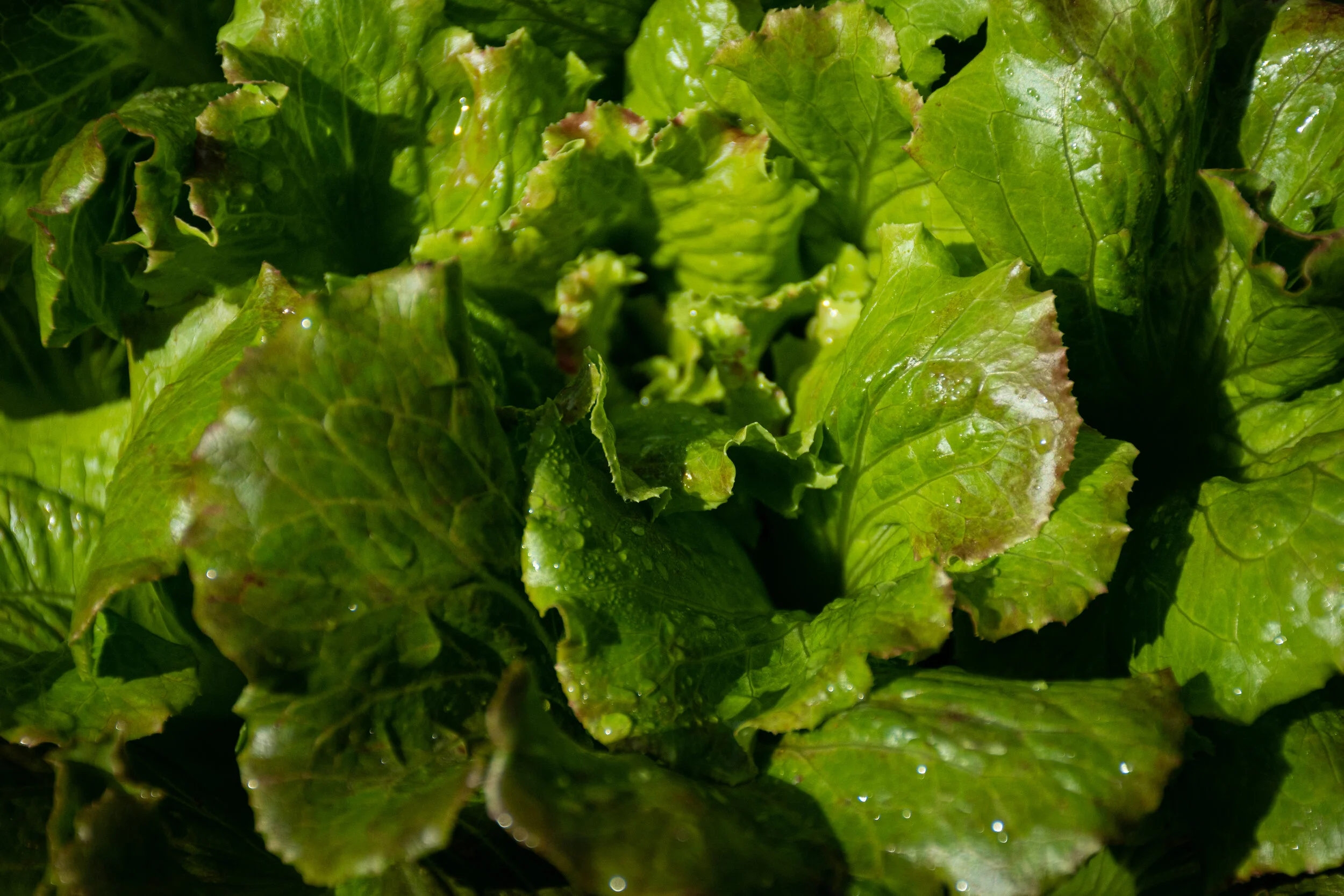 Gallery 3 — AV Arkansas