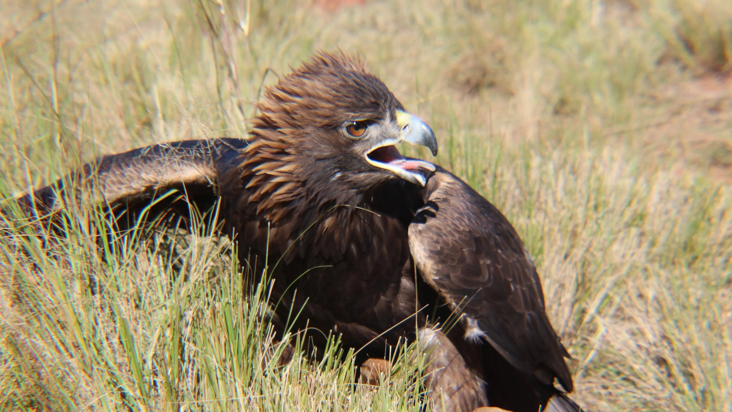International Raptor and Falconry Center