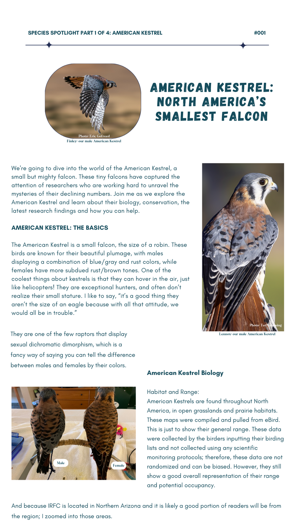 American Kestrel: North America’s Smallest Falcon — International ...