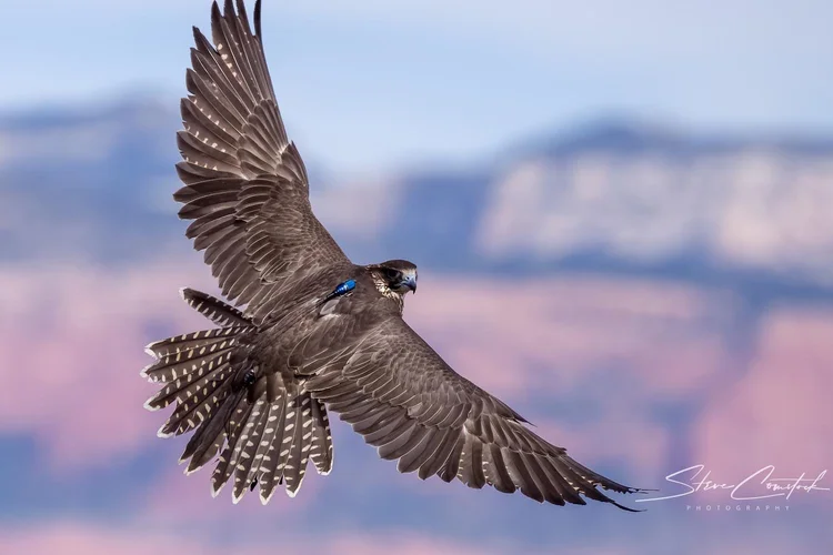 International Raptor and Falconry Center