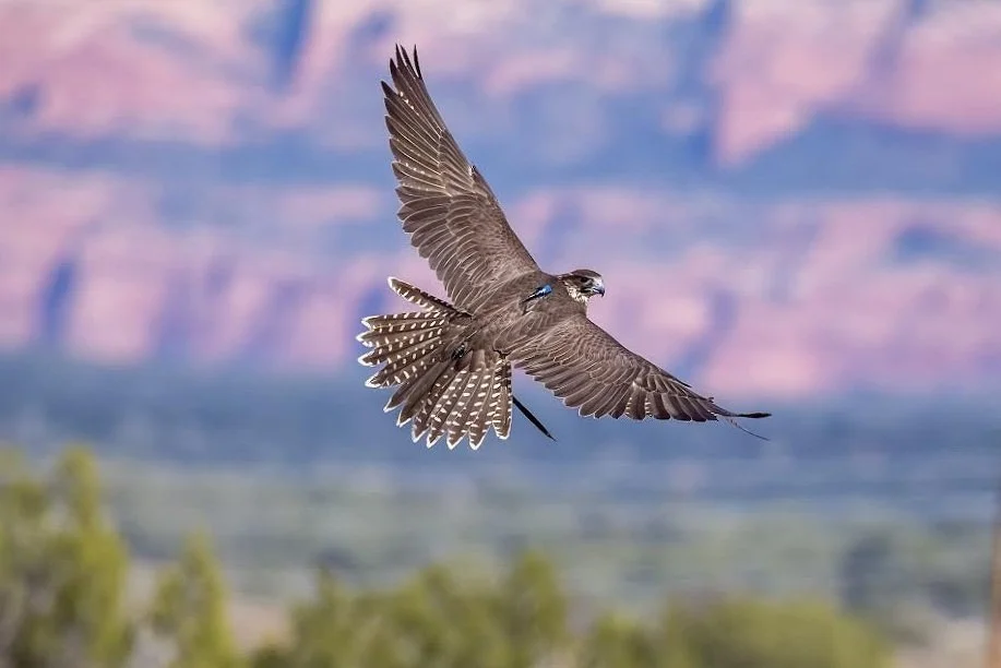 Raptor & Falconry Experiences — International Raptor & Falconry Center