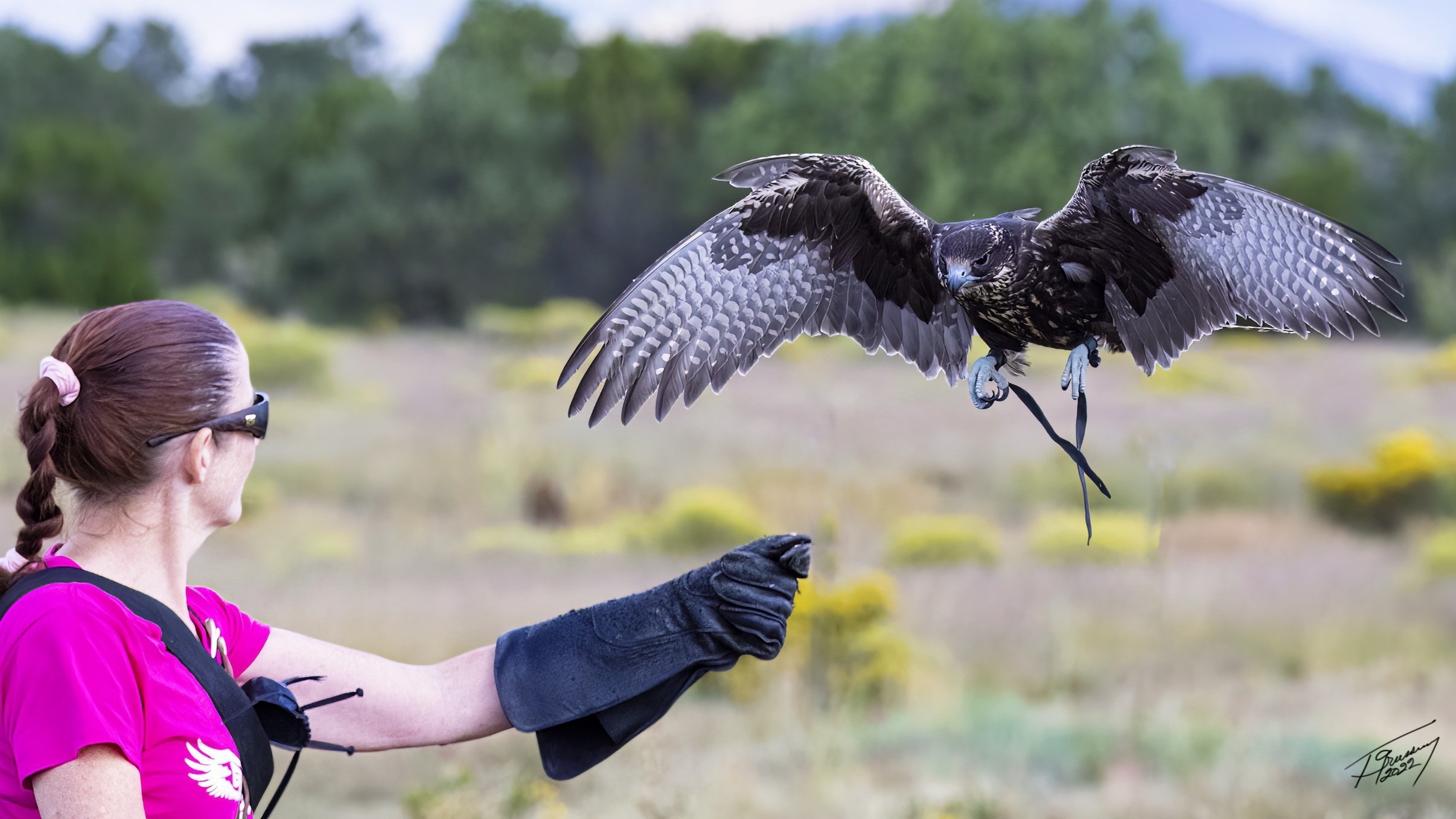 Raptor & Falconry Experiences — International Raptor & Falconry Center