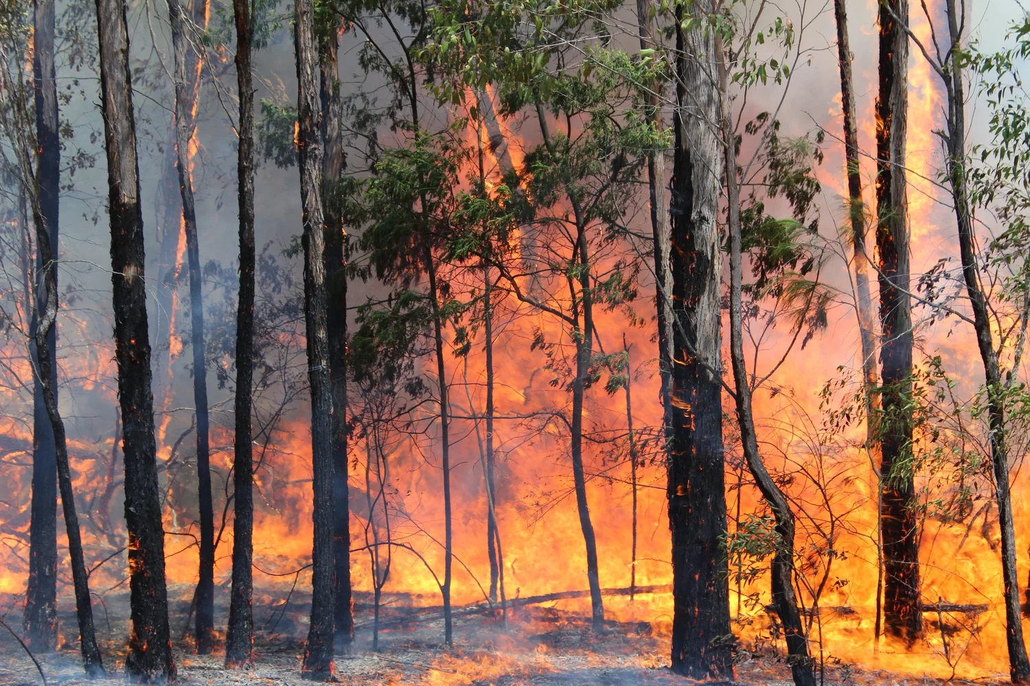 Bushfire Hazard Assessments & Reports — ecotec environmental