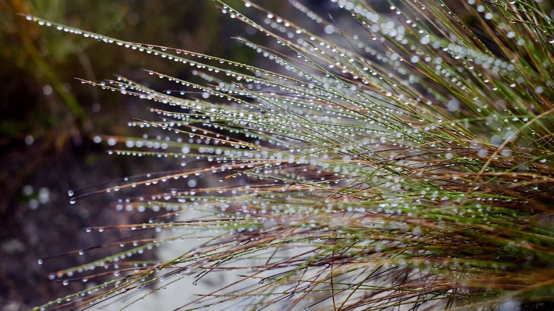 Pollination Foundation nature credit trial — ecotec environmental