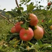 Apples — Nichols Ranch and Orchards