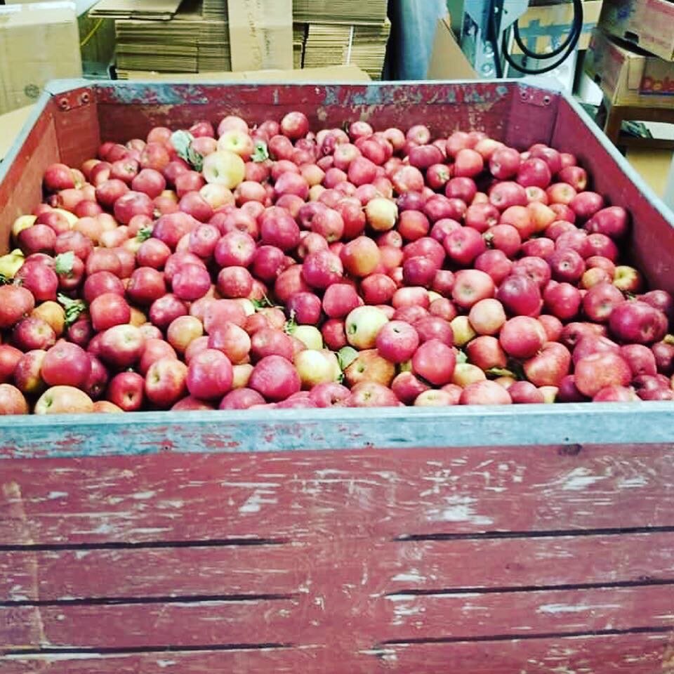 Apples — Nichols Ranch and Orchards