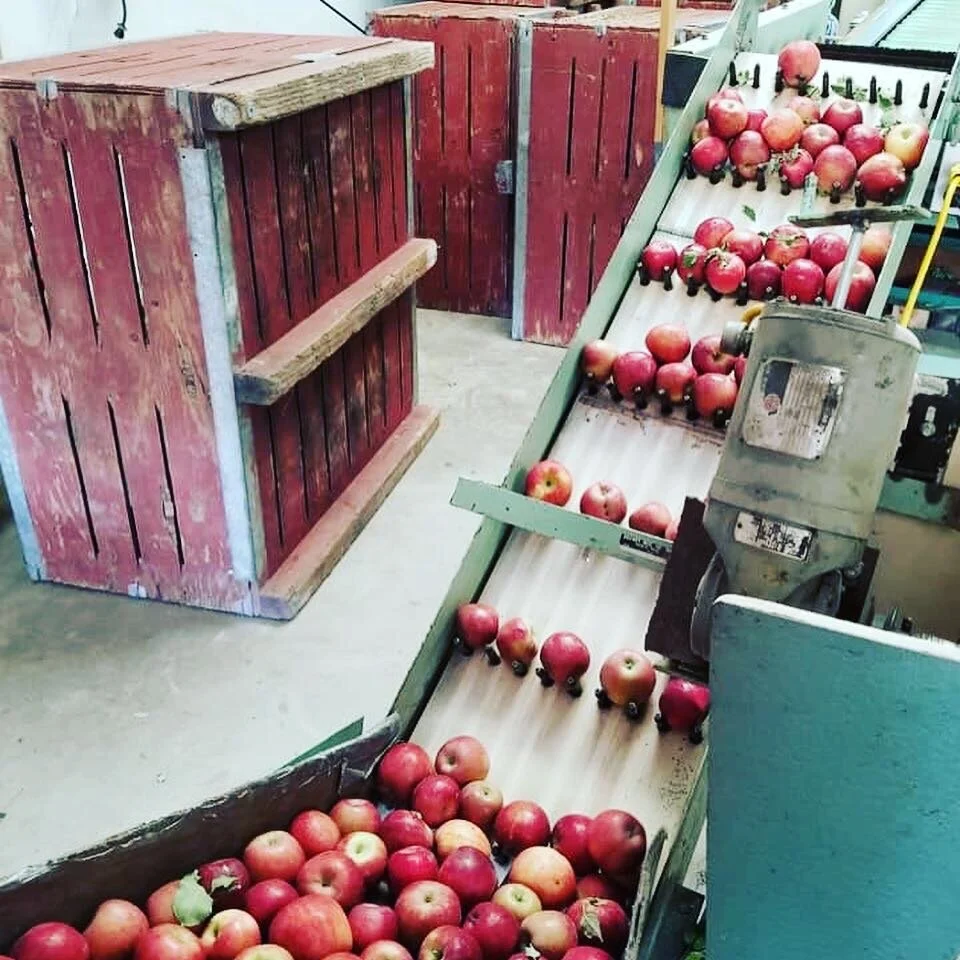 Apples — Nichols Ranch and Orchards