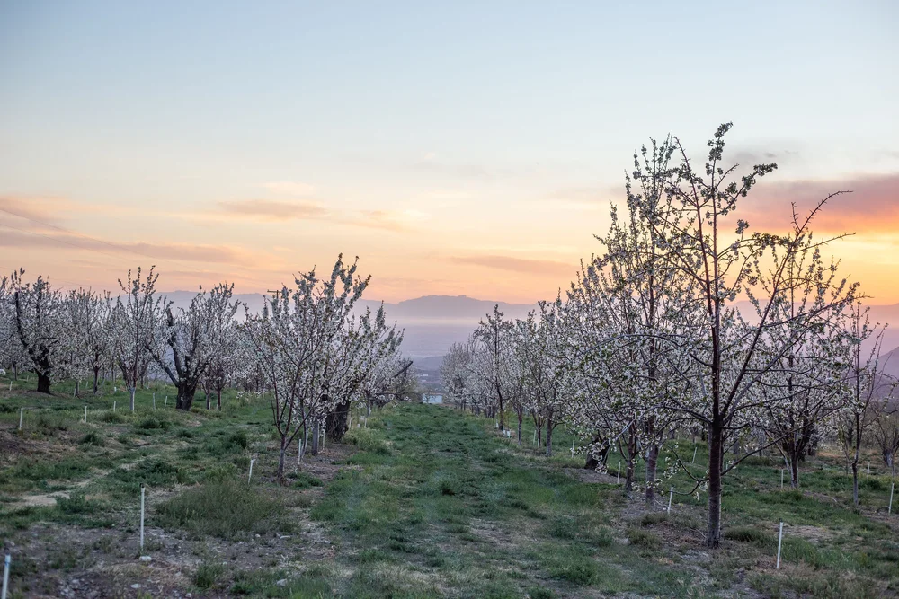 Nichols Ranch and Orchards