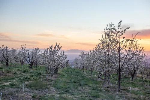 Nichols Ranch and Orchards