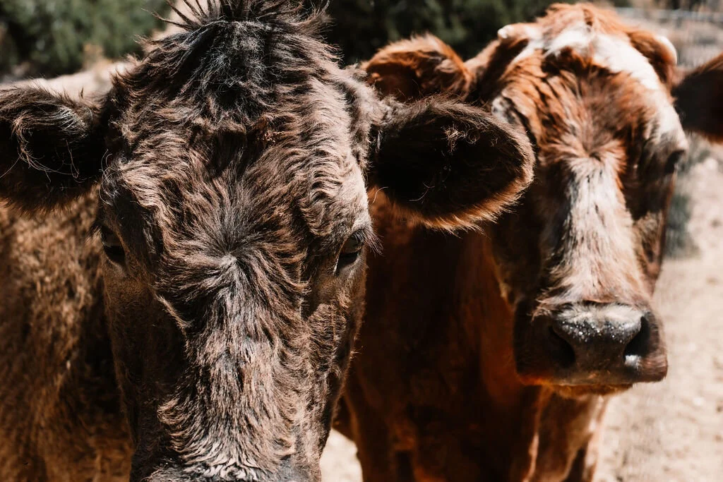 Nichols Ranch and Orchards