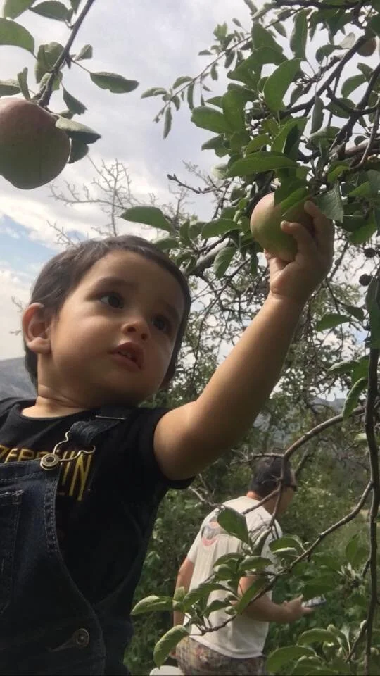 Apples — Nichols Ranch and Orchards