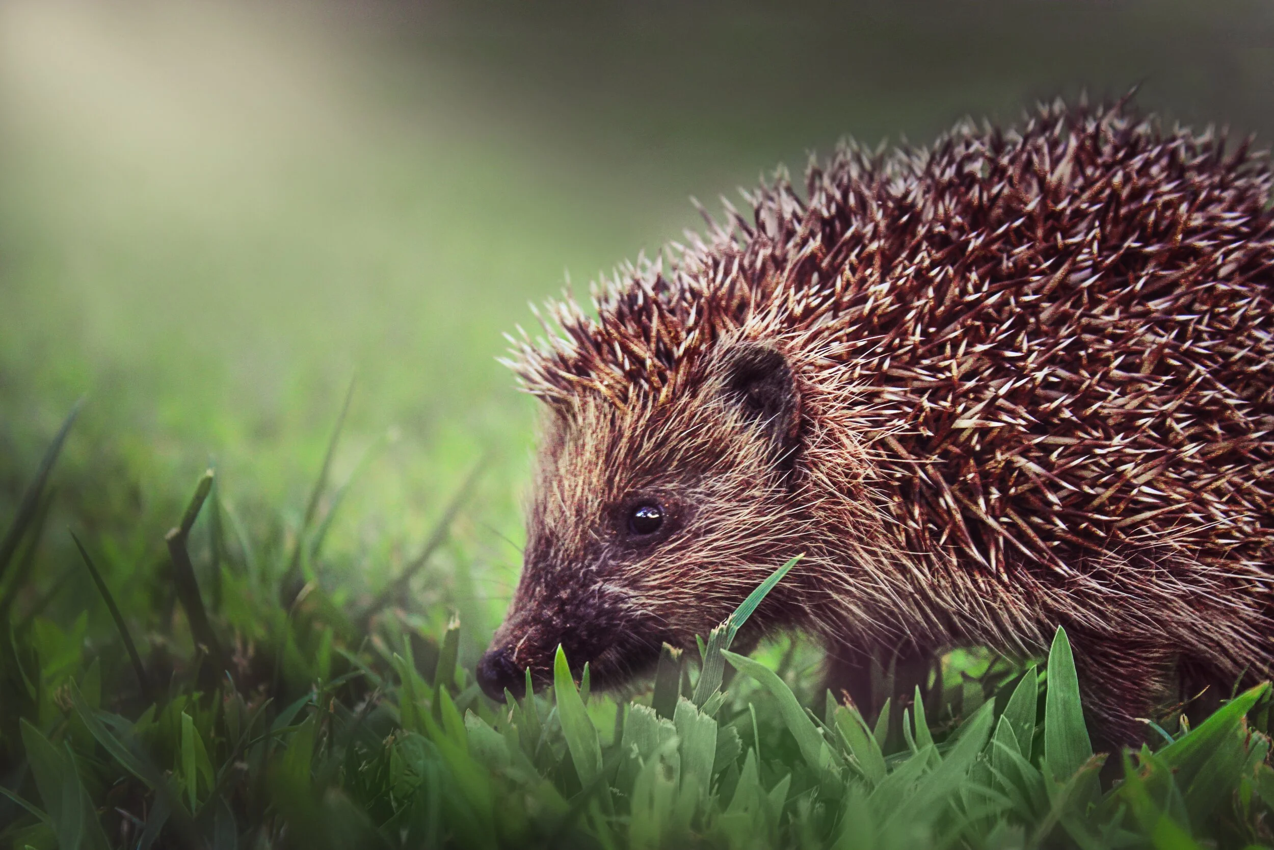 Hedgehog Facts Page — Havenmore Hedgehog Rescue