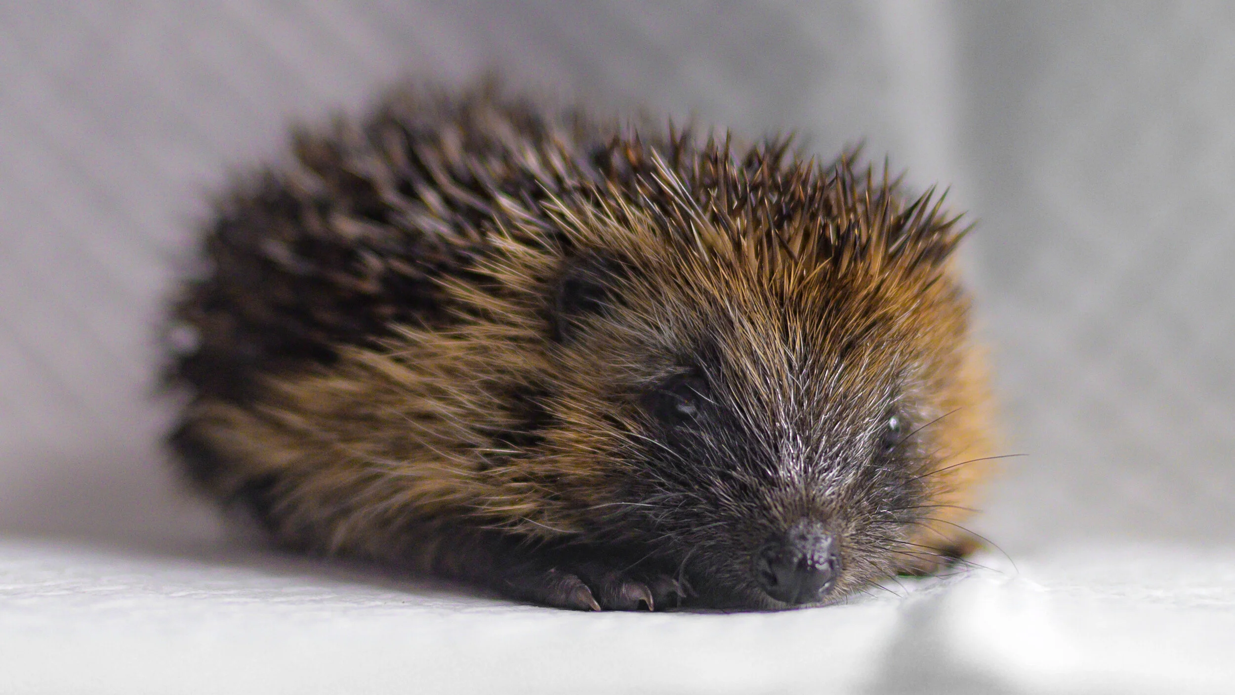 Our Story — Havenmore Hedgehog Rescue