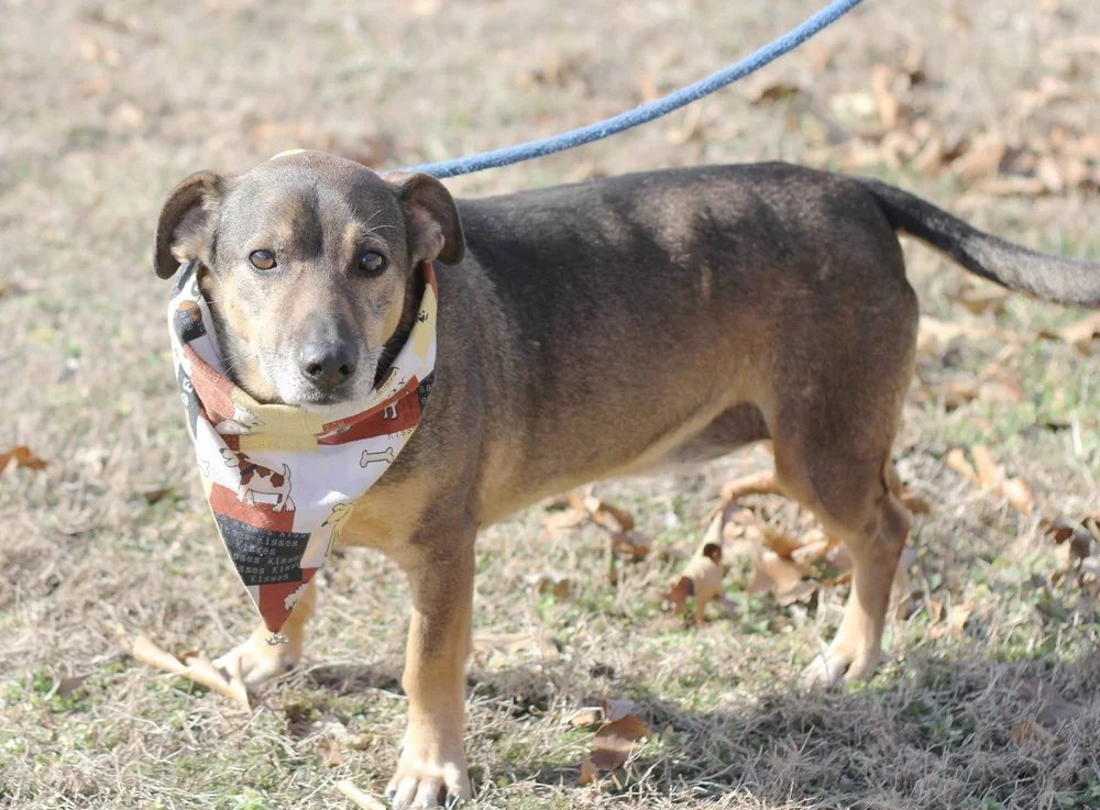 Contact HSCC — Humane Society of Cherokee County