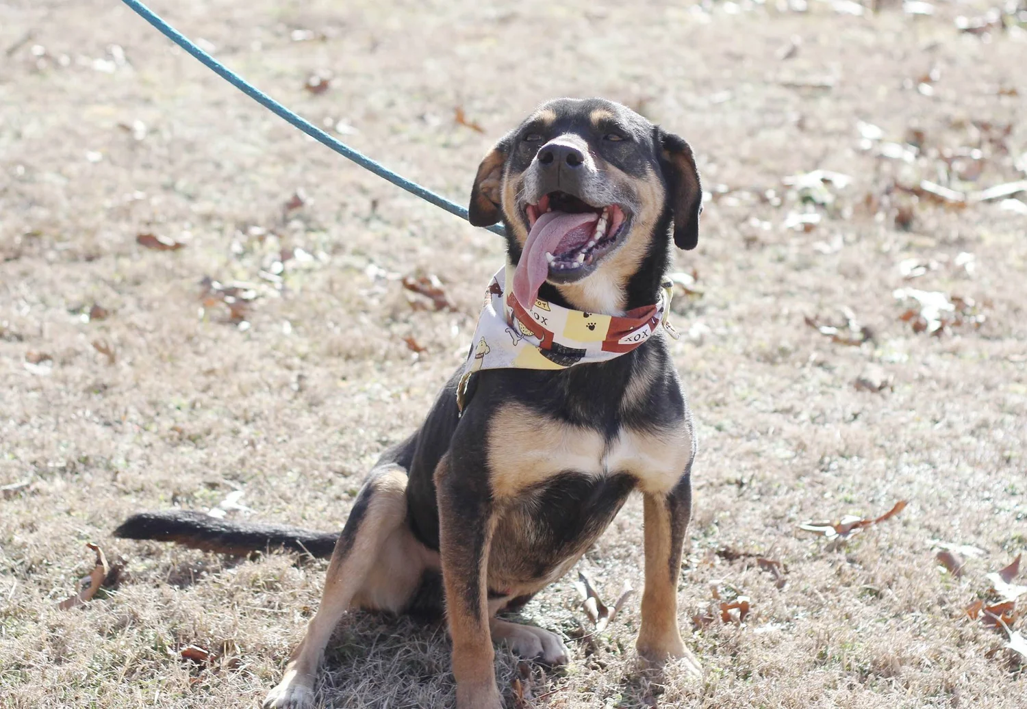 Volunteer — Humane Society of Cherokee County