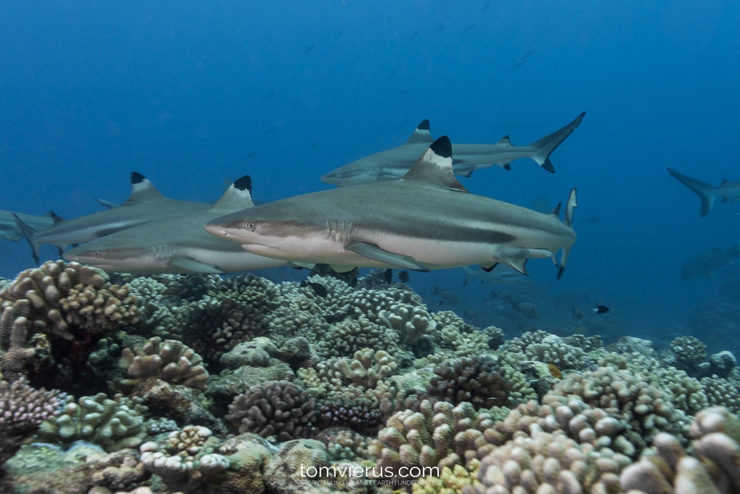 Sharks and whales around Moorea | French Polynesia — www.tomvierus.com