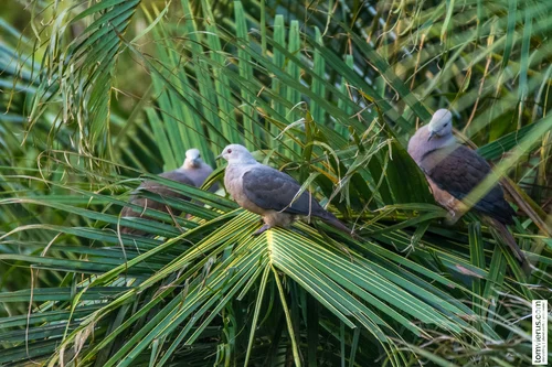 Project Manumanu Vuka | Photos Of All Birds In Fiji — www.tomvierus.com