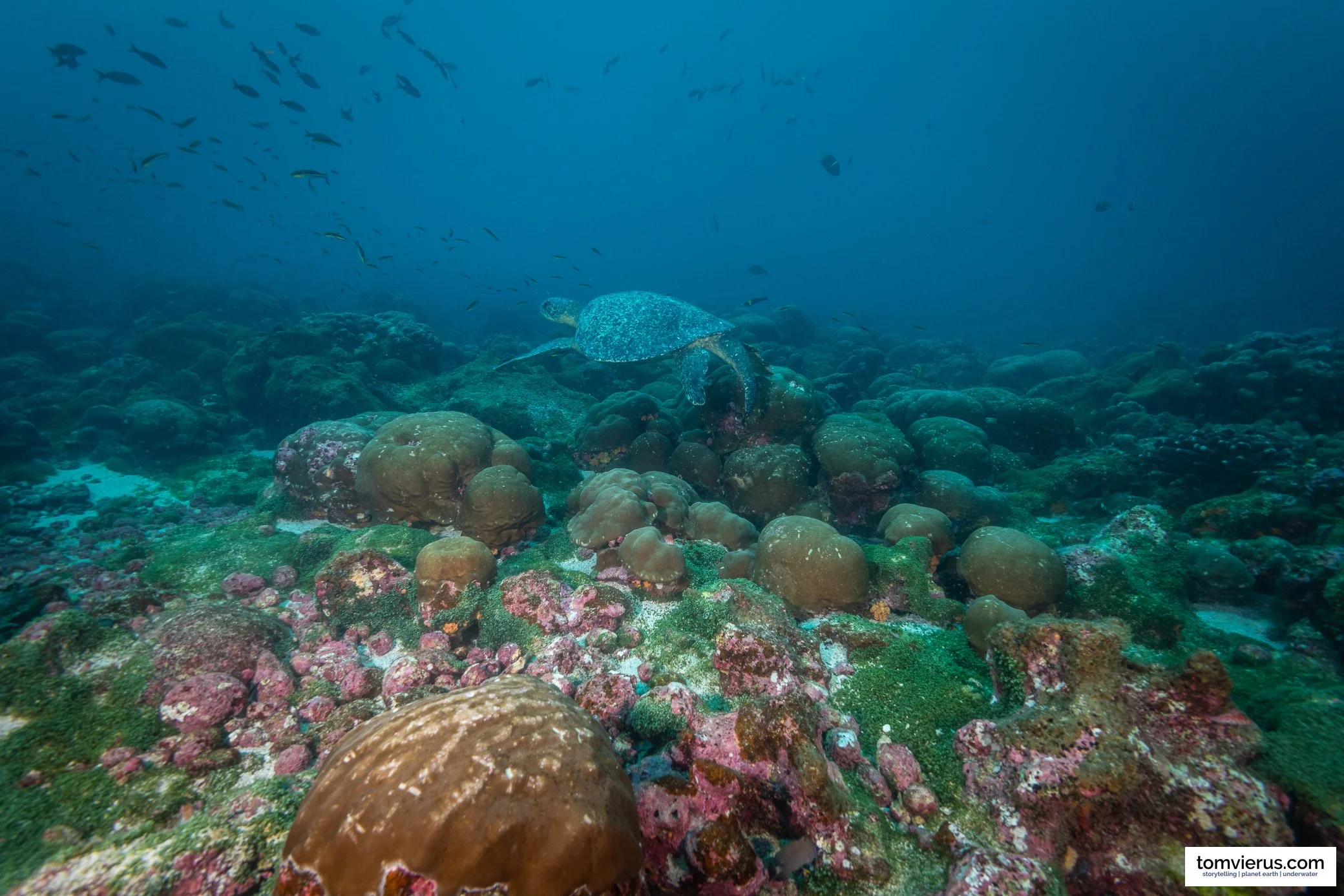 Galápagos Diving from a Photography Perspective | Darwin's Arch | Part ...