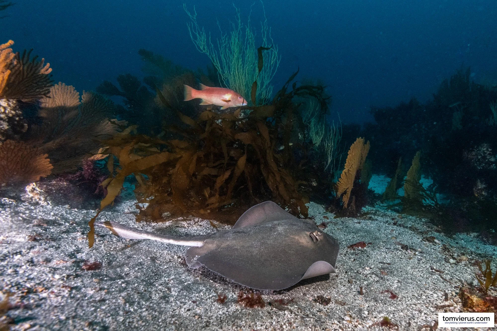 Galápagos Diving from a Photography Perspective | Punta Vicente Roca ...