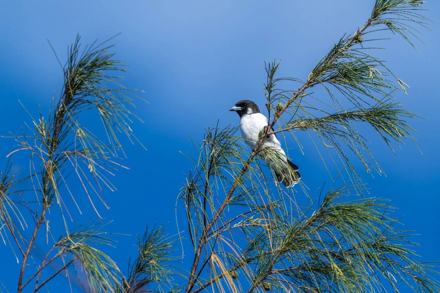 Birds of the Yasawa Islands | Bird Life in Fiji — www.tomvierus.com