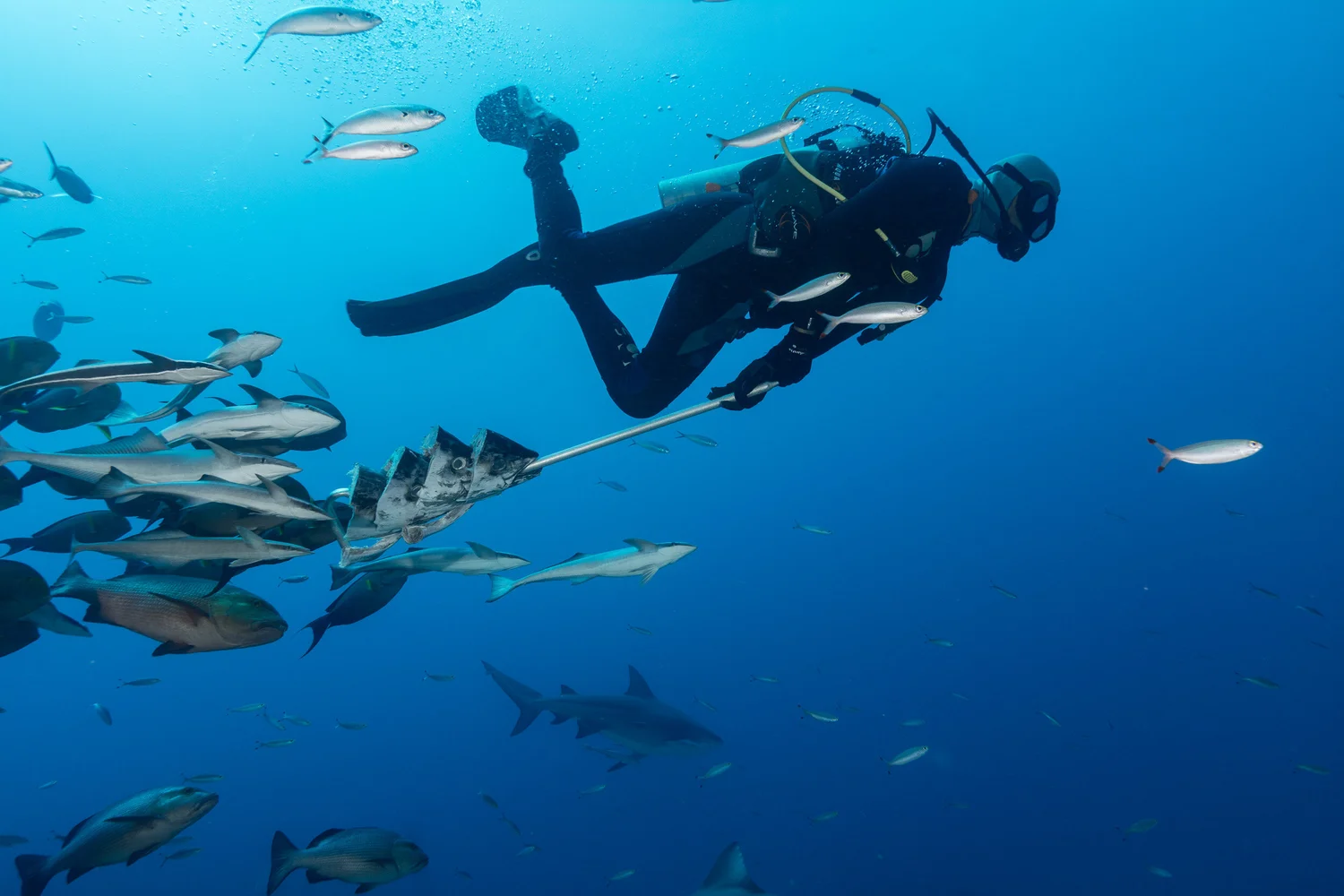 Fiji's Shark Diving — www.tomvierus.com