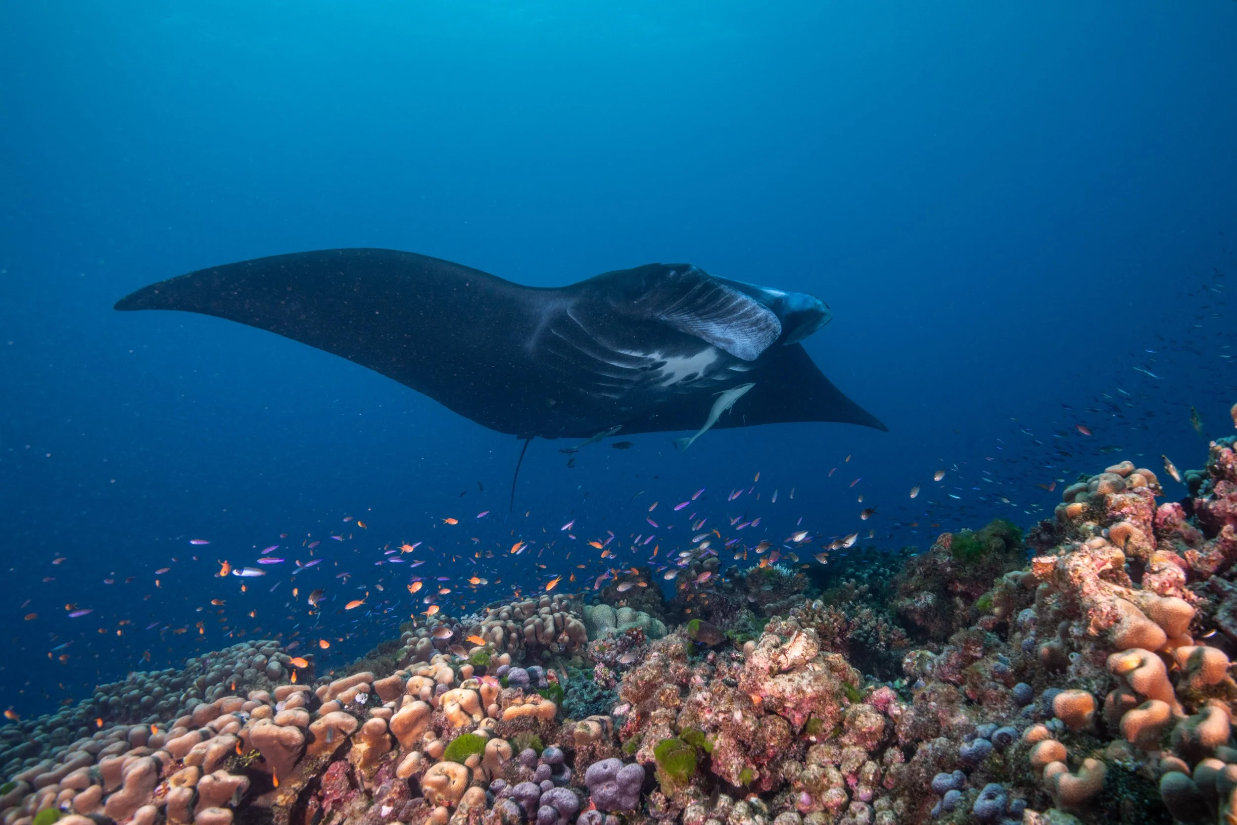 Manta Conservation in Fiji — www.tomvierus.com