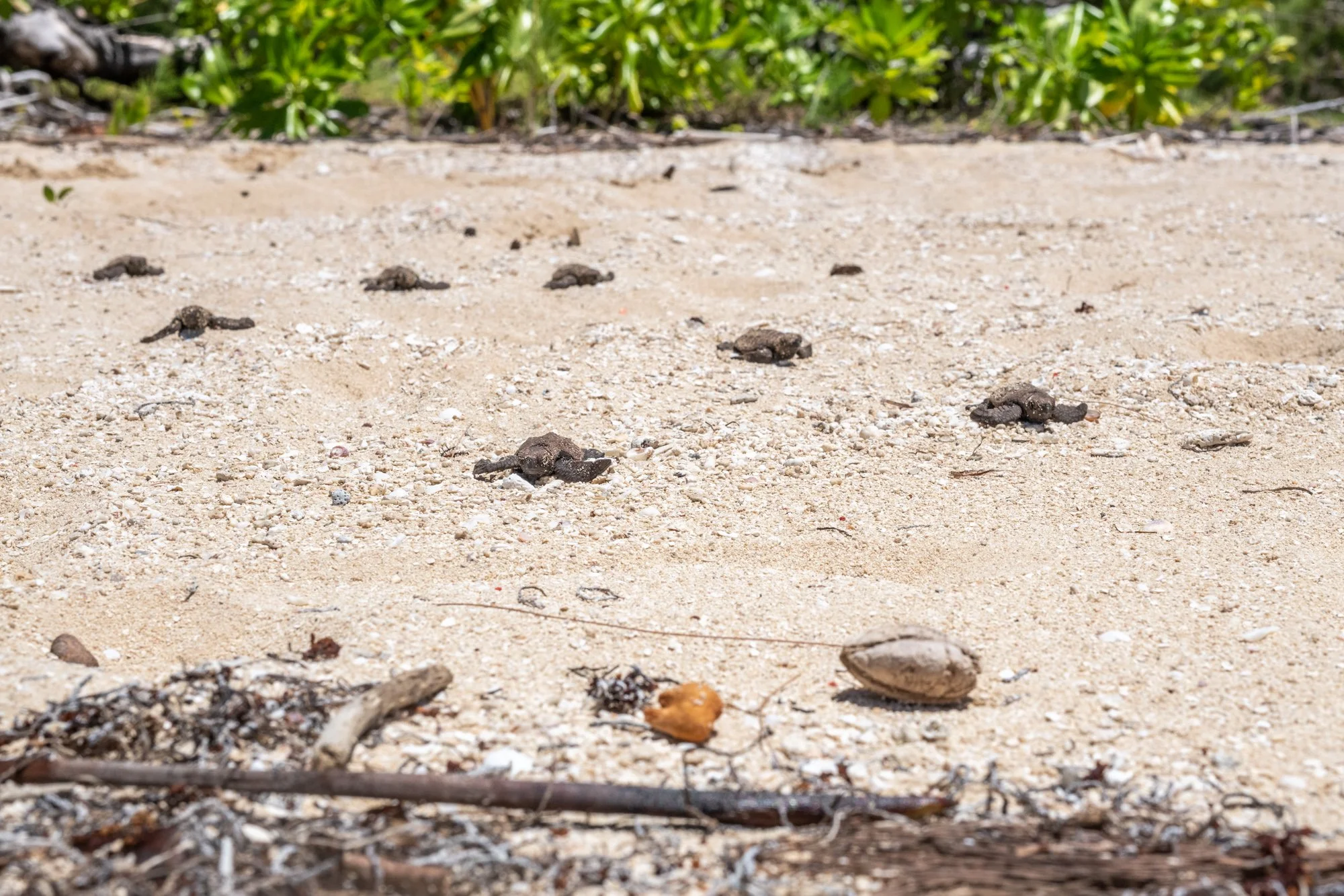 WWF Turtle Monitoring Project in Fiji — www.tomvierus.com